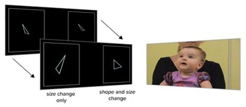 Infants' Sensitivity to Shape Changes in 2D Visual Forms - Harvard ...