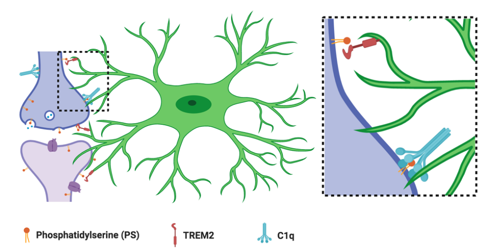 Immune 'Eat-Me' Signal Contributes to Synaptic Pruning During ...