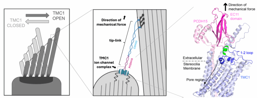 Electric Fields Forever: A Molecular Mechanism for the Conversion of ...