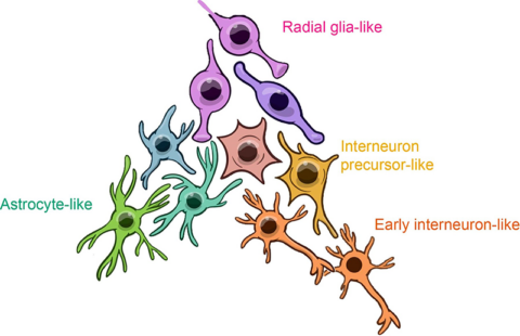 Double Agents: How Glial Tumors Take On Interneuronal Identities ...