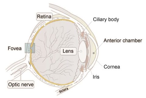 The Front of the Eye, the Back of the Eye, and Glaucoma - Harvard Brain ...