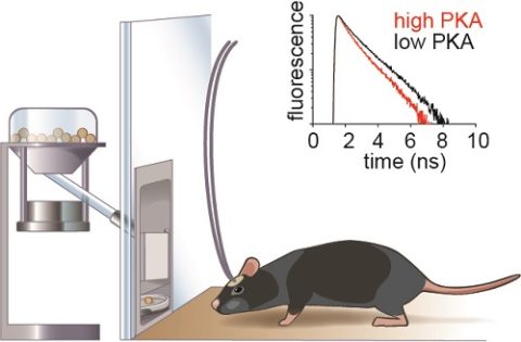 Biological Mechanism of Reward-Based Learning - Harvard Brain Science ...