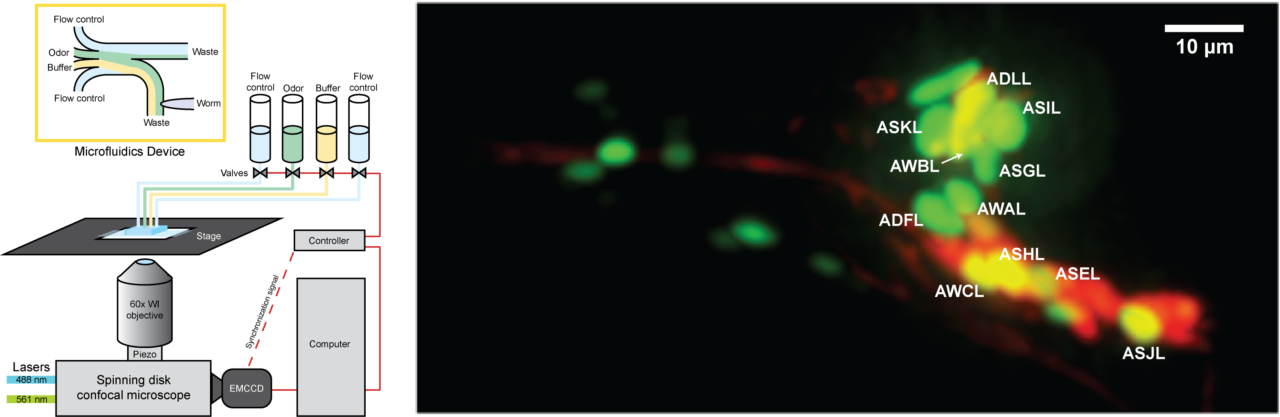 Imaging the Brain of the Worm to Uncover How Odors are Encoded ...