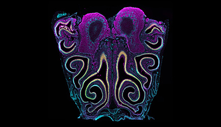 News - Harvard Brain Science Initiative