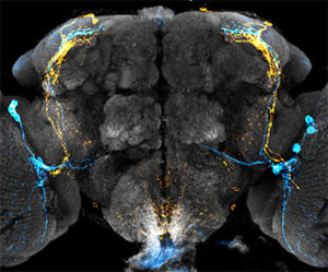 Neuro Topics - Harvard Brain Science Initiative