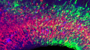 Neuro Topics - Harvard Brain Science Initiative