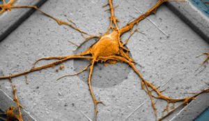 Neuro Topics - Harvard Brain Science Initiative