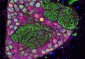 Home - Harvard Brain Science Initiative