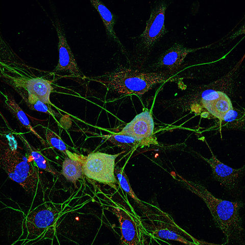 Home - Harvard Brain Science Initiative