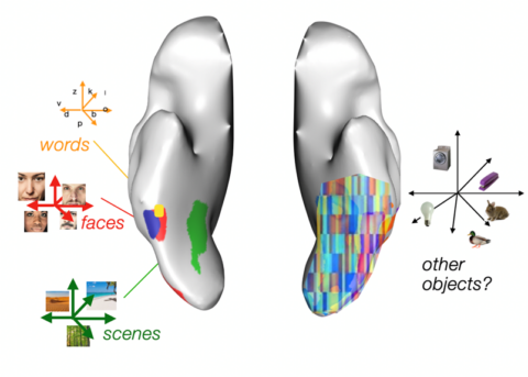 Unveiling the Possible Origins of Visual Category Information in the ...