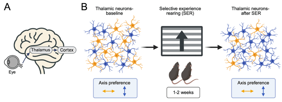 More Than a Relay: How the Visual Thalamus Adapts to Sensory Experience ...