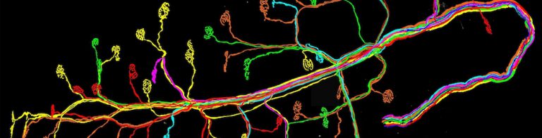 About - Harvard Brain Science Initiative