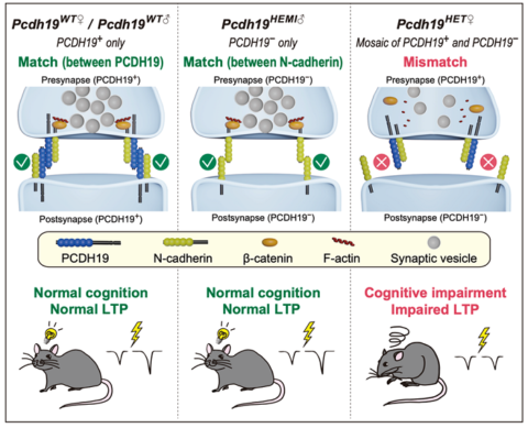 Mismatch in a Neurodevelopmental Disorder - Harvard Brain Science ...